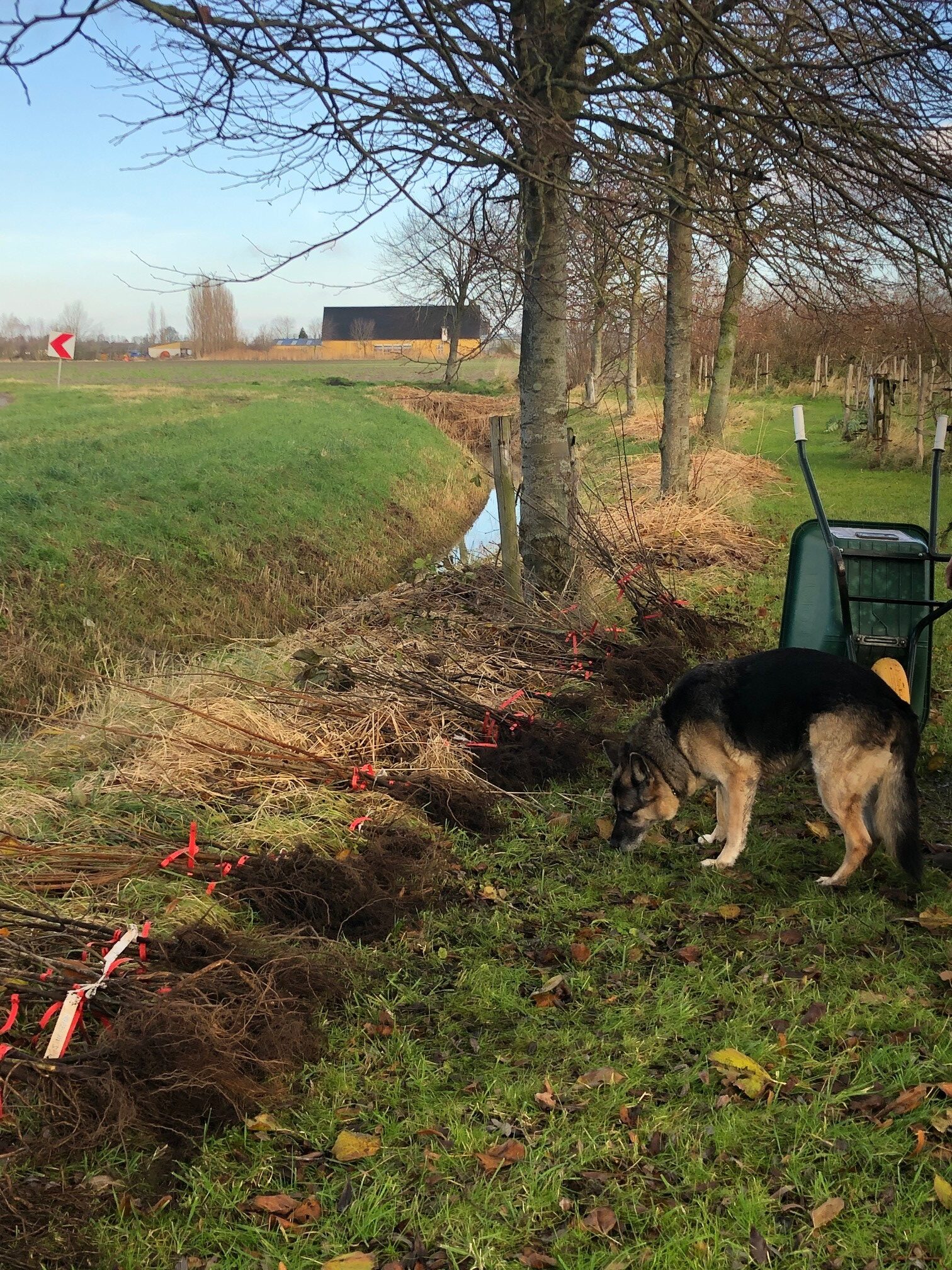 Gratis Boompjes Uitdeelactie - ZMf Zeeland
