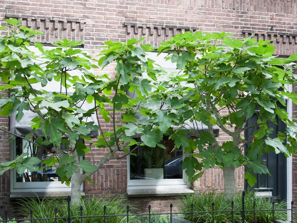 Actie: Gratis boom in de voortuin - ZMf Zeeland